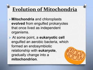 mitochondria | PPT