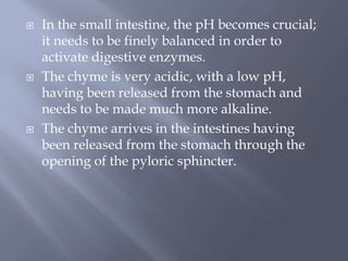 digestion process | PPTX