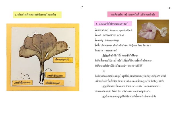 The structure of flowers(Minnieroot , morning glory , Frangipani ) | DOCX