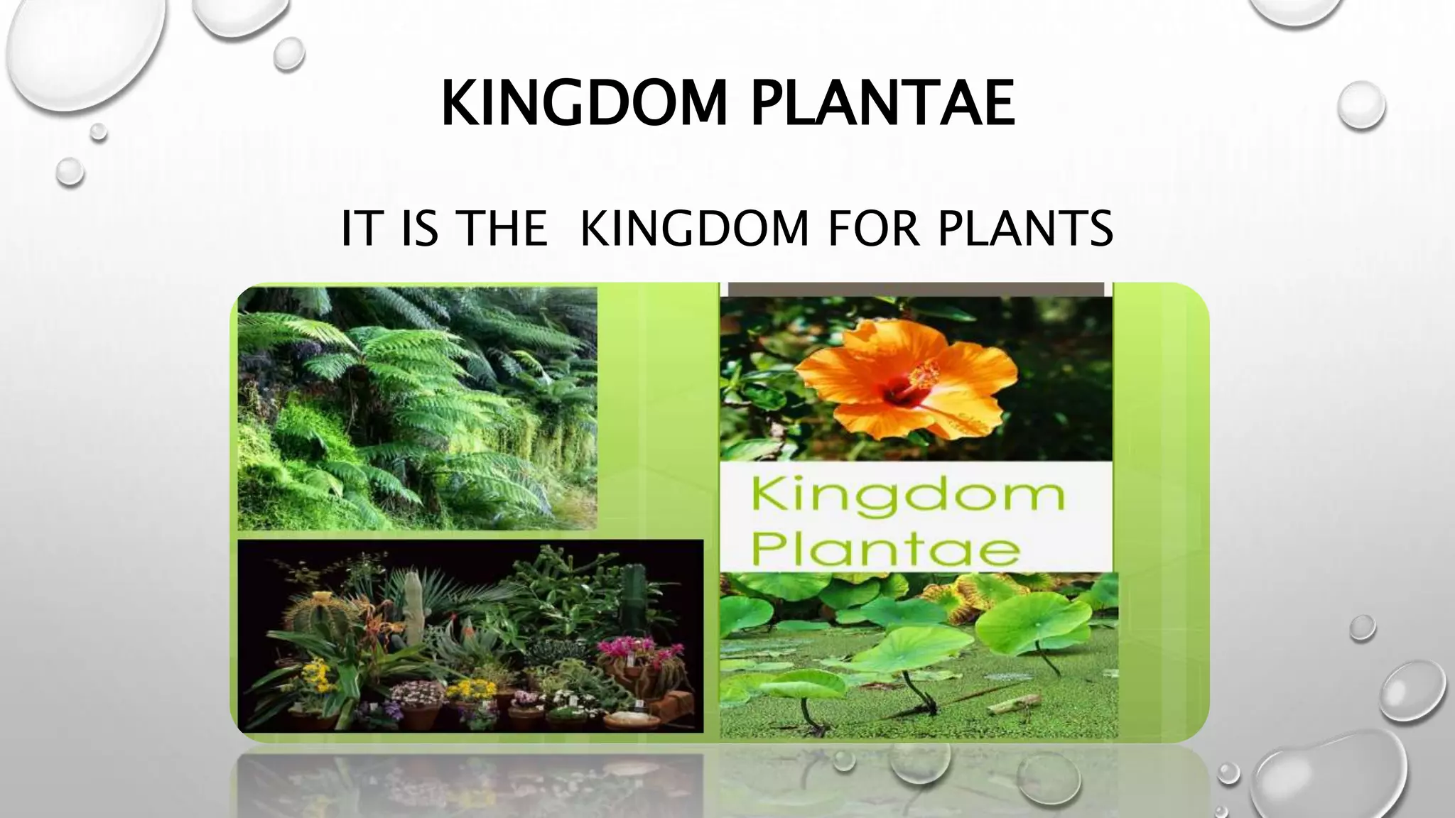 Five kingdom Classification system | PPT