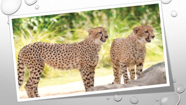 Five Kingdom Classification System Ppt 9879