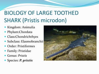 BIOLOGY OF SELECTED ENDANGERED SEA-CUCUMBERS & FISHES. | PPT