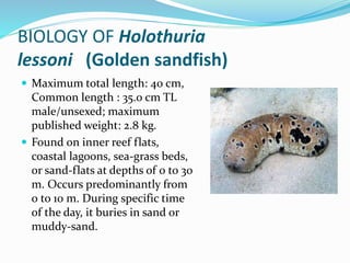 BIOLOGY OF SELECTED ENDANGERED SEA-CUCUMBERS & FISHES. | PPT