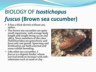 BIOLOGY OF SELECTED ENDANGERED SEA-CUCUMBERS & FISHES. | PPTX