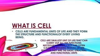 Class 6 ICSE biology (BIO THE CELL) NOTES | PPTX