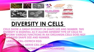 Class 6 ICSE biology (BIO THE CELL) NOTES | PPTX