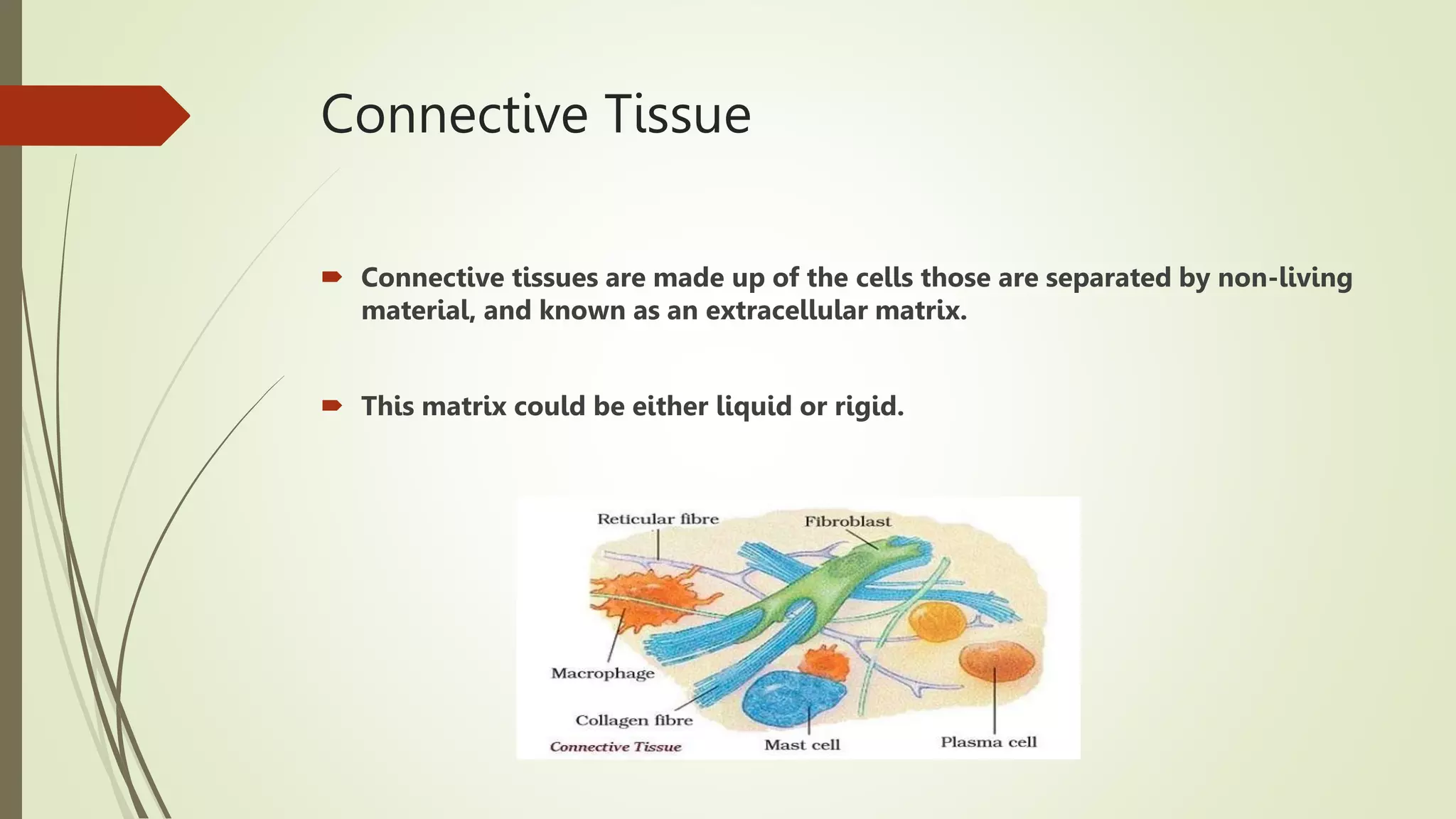 BIOLOGY- ANIMAL TISSUE.pptx