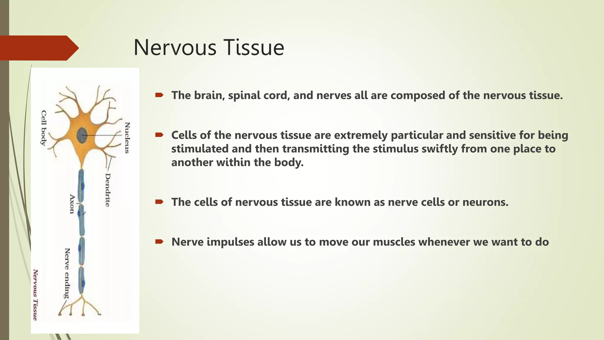 BIOLOGY- ANIMAL TISSUE.pptx