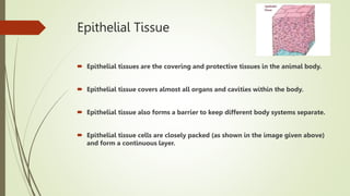 BIOLOGY- ANIMAL TISSUE.pptx