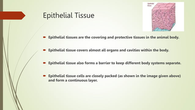 BIOLOGY- ANIMAL TISSUE.pptx