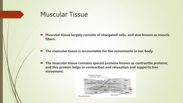 BIOLOGY- ANIMAL TISSUE.pptx