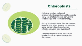 Biology: Fundamental Unit of Life -- Cell | PPTX