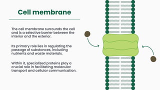 Biology: Fundamental Unit of Life -- Cell | PPTX