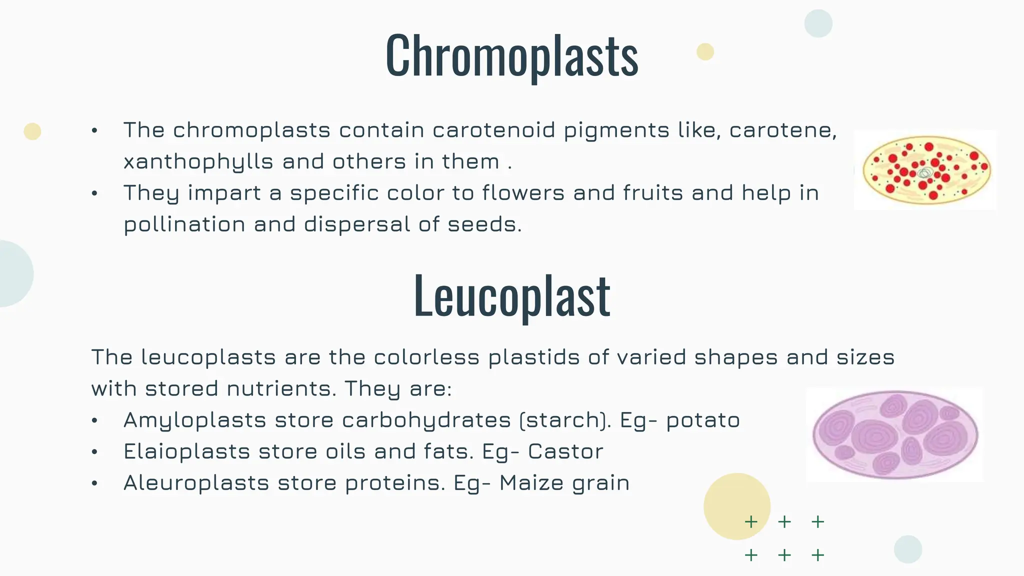 Biology - Cell-The Unit of Life (Mitochondria & Plastids) PPT Groupwork ...