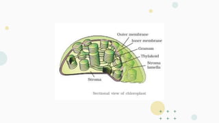 Biology - Cell-The Unit of Life (Mitochondria & Plastids) PPT Groupwork ...
