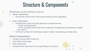 Biology - Cell-The Unit of Life (Mitochondria & Plastids) PPT Groupwork ...