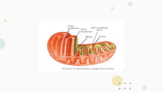 Biology - Cell-The Unit of Life (Mitochondria & Plastids) PPT Groupwork ...