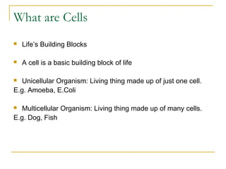 Biology - Cells | PPT