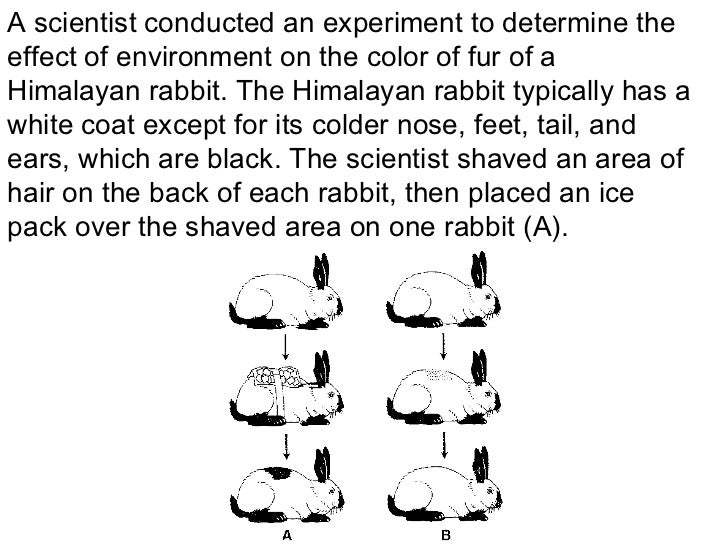 Himalayan Rabbit Experiment | [#] Lunawsome
