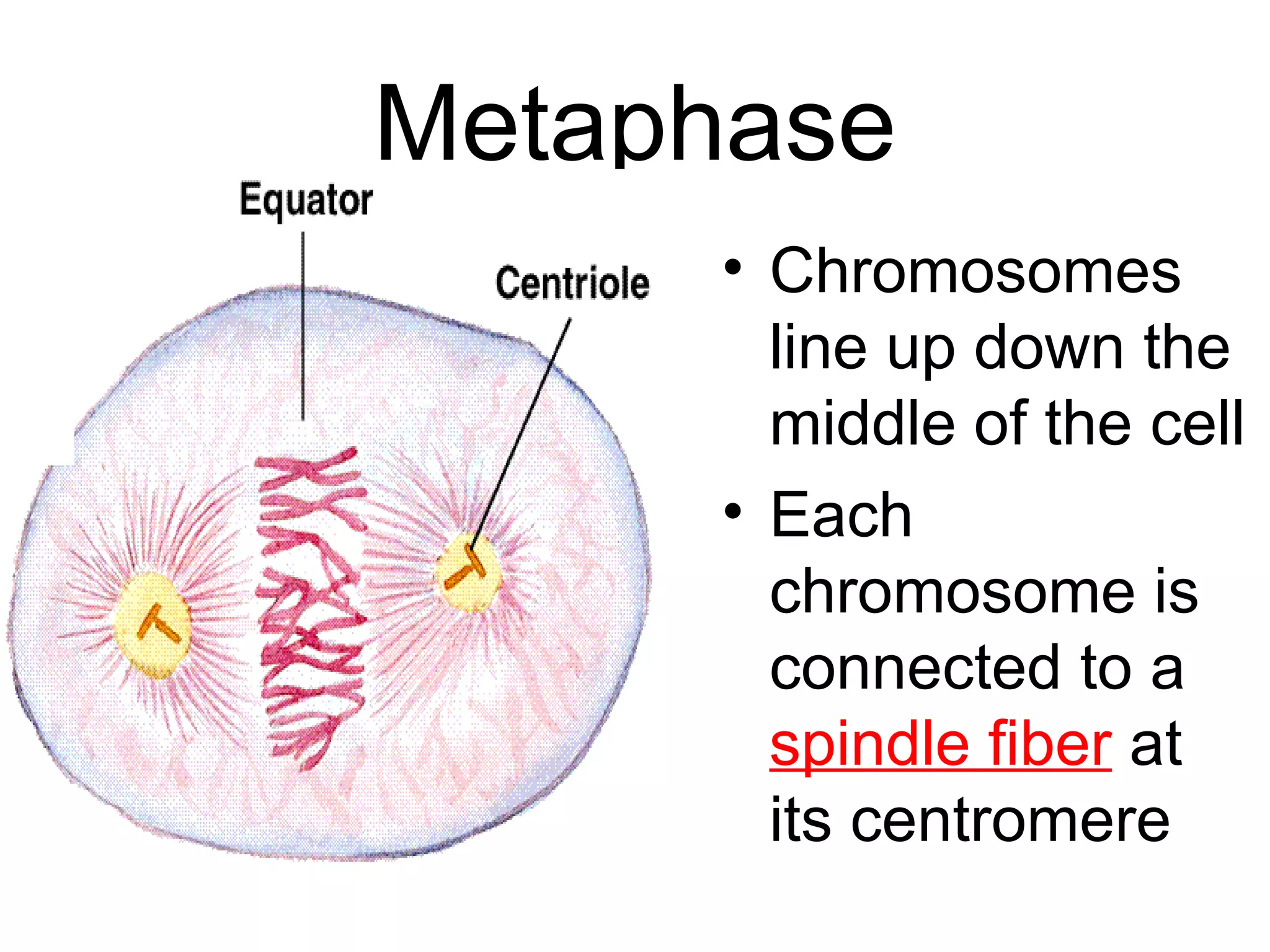 Biology - Chp 10 - Cell Growth And Reproduction - PowerPoint | PPT
