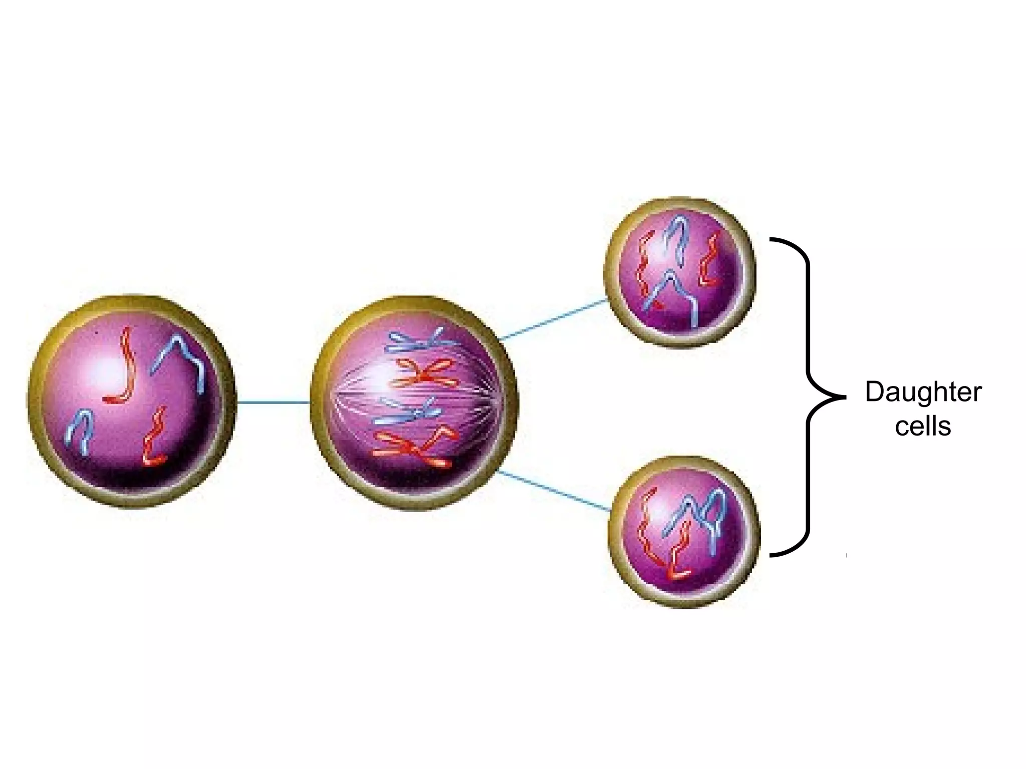 Biology - Chp 10 - Cell Growth And Reproduction - PowerPoint | PPT