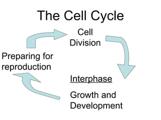 Biology - Chp 10 - Cell Growth And Reproduction - PowerPoint | PPT