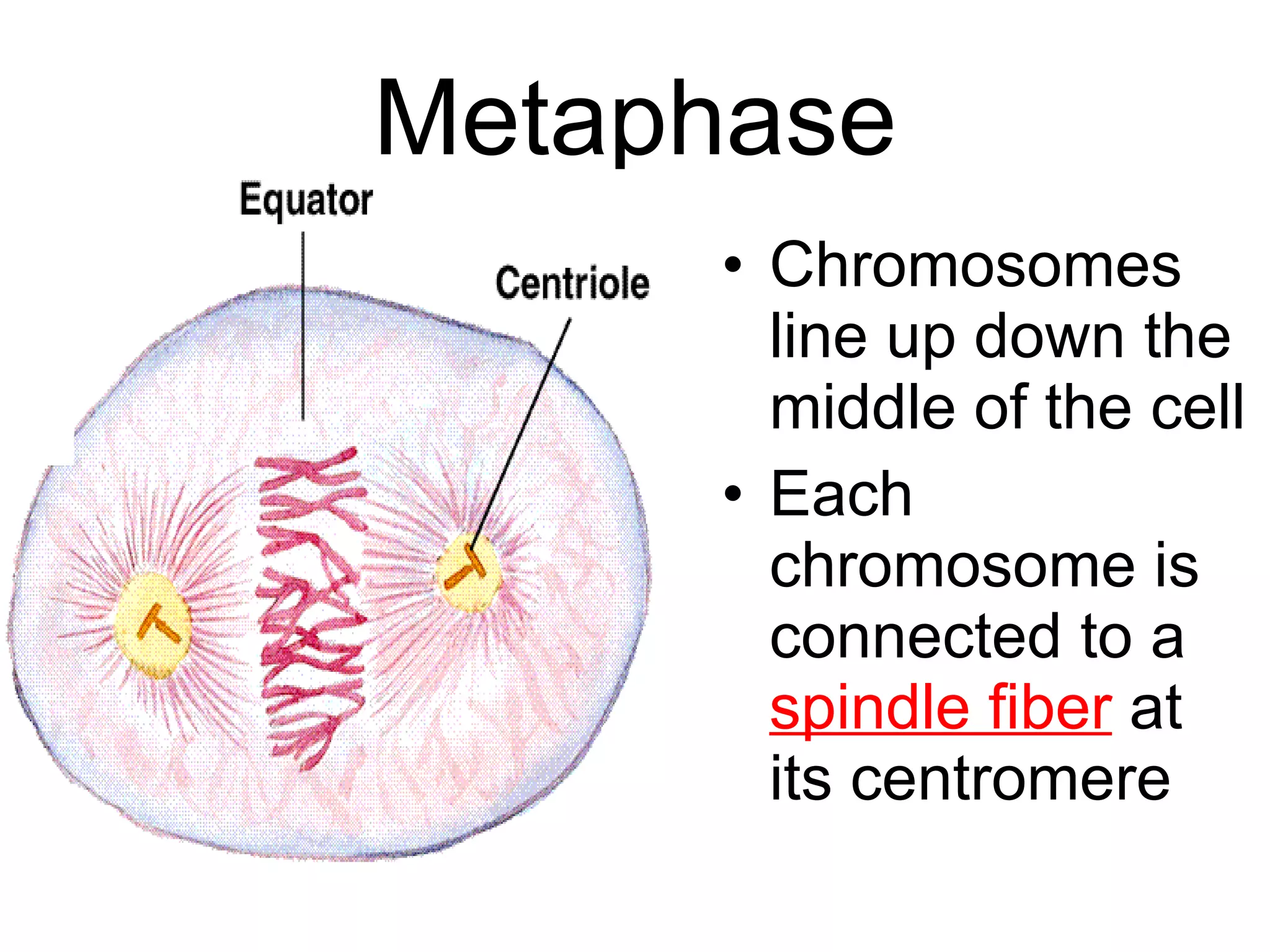 Biology - Chp 10 - Cell Growth And Reproduction - PowerPoint | PPT