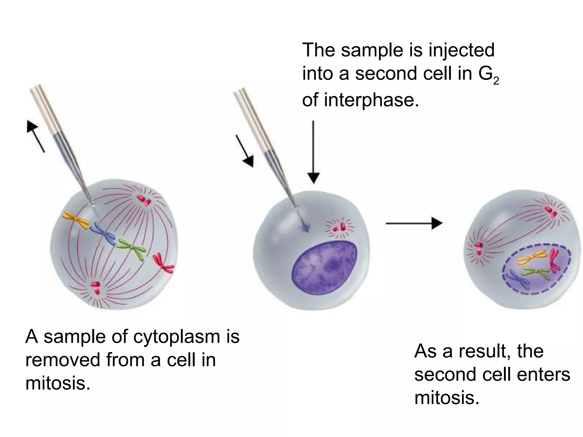 Biology - Chp 10 - Cell Growth And Reproduction - PowerPoint | PPT