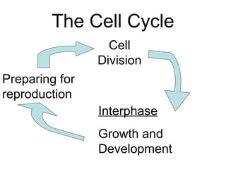 Biology - Chp 10 - Cell Growth And Reproduction - PowerPoint | PPT