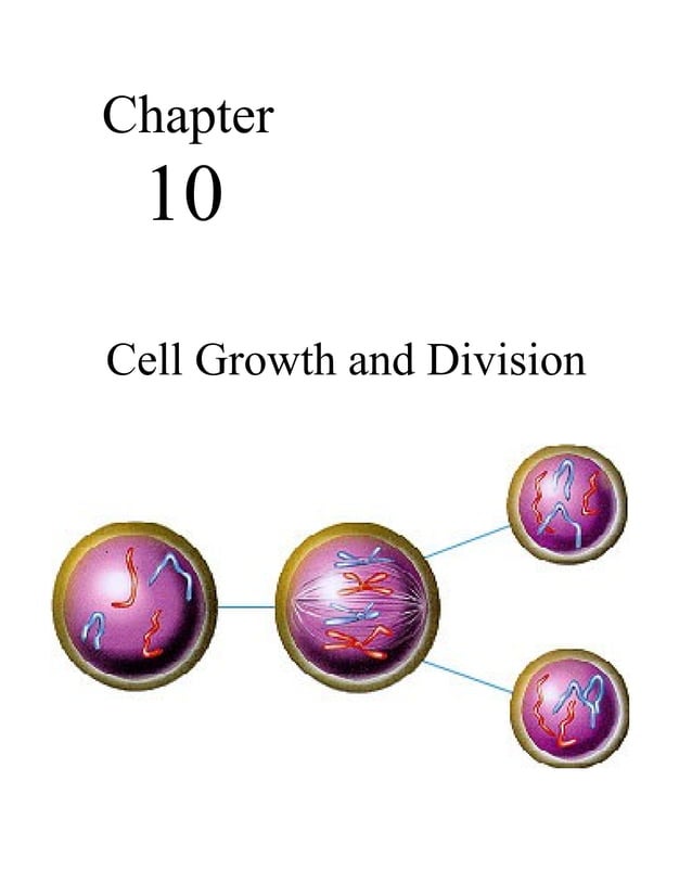 Biology - Chp10 - Cell Growth and Reproduction - Notes | PDF