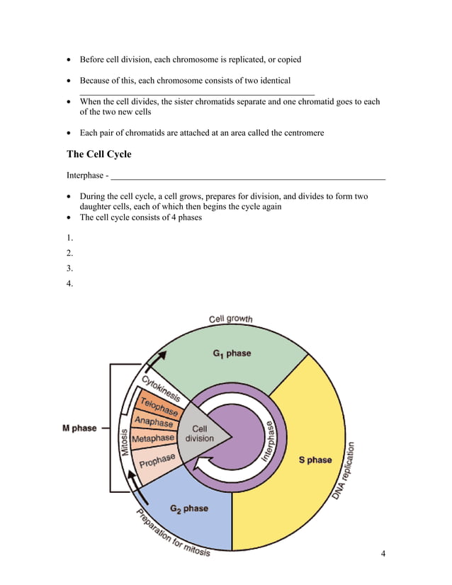 Biology - Chp10 - Cell Growth and Reproduction - Notes | PDF