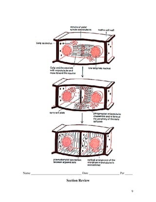 Biology - Chp10 - Cell Growth and Reproduction - Notes | DOC