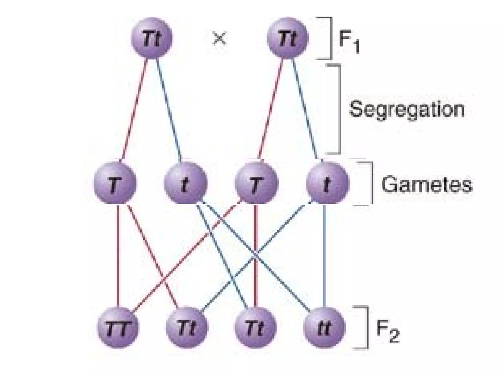 Biology - Chp 11 - Introduction To Genetics - PowerPoint | PPT