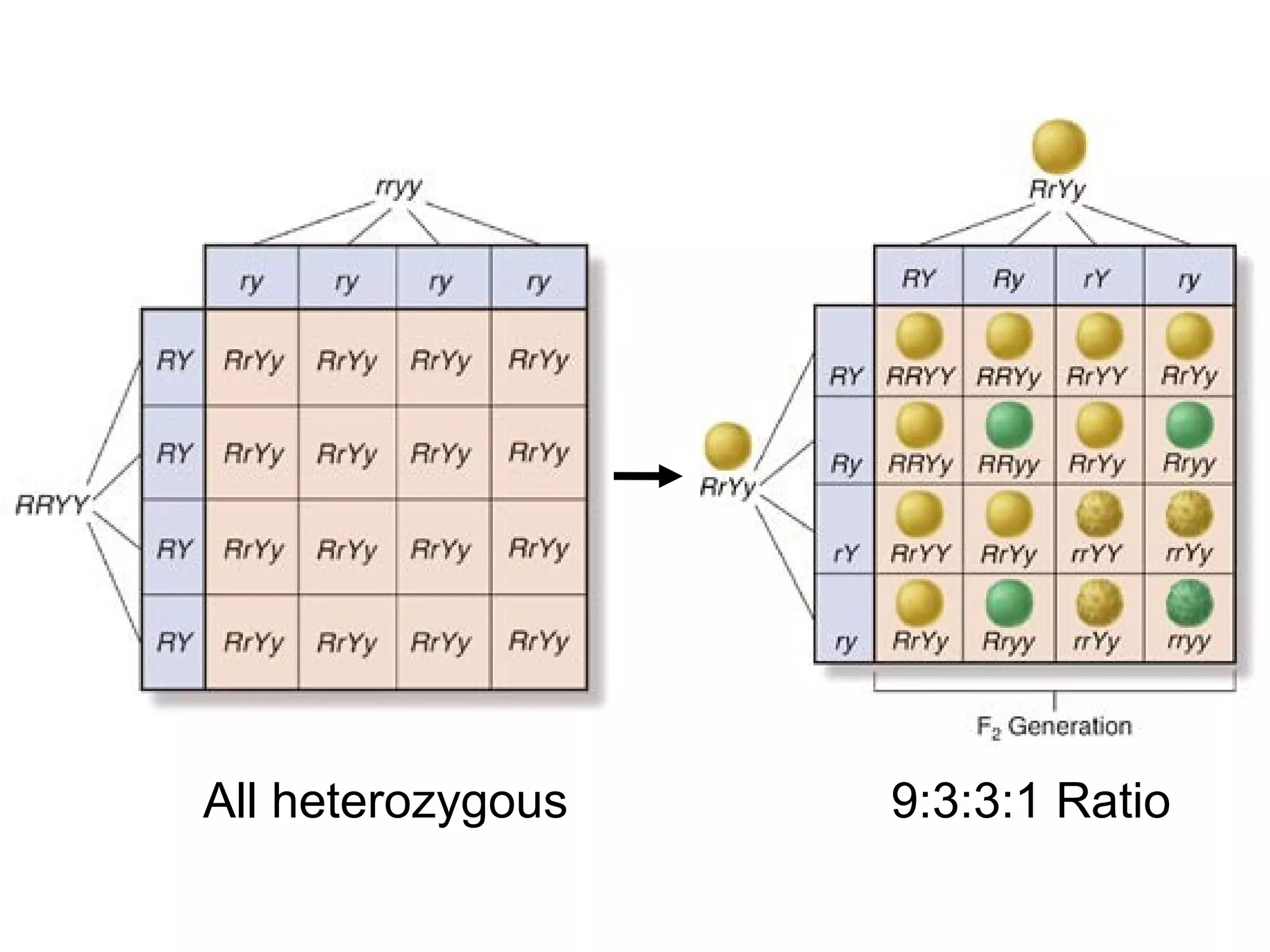 Biology - Chp 11 - Introduction To Genetics - PowerPoint | PPT