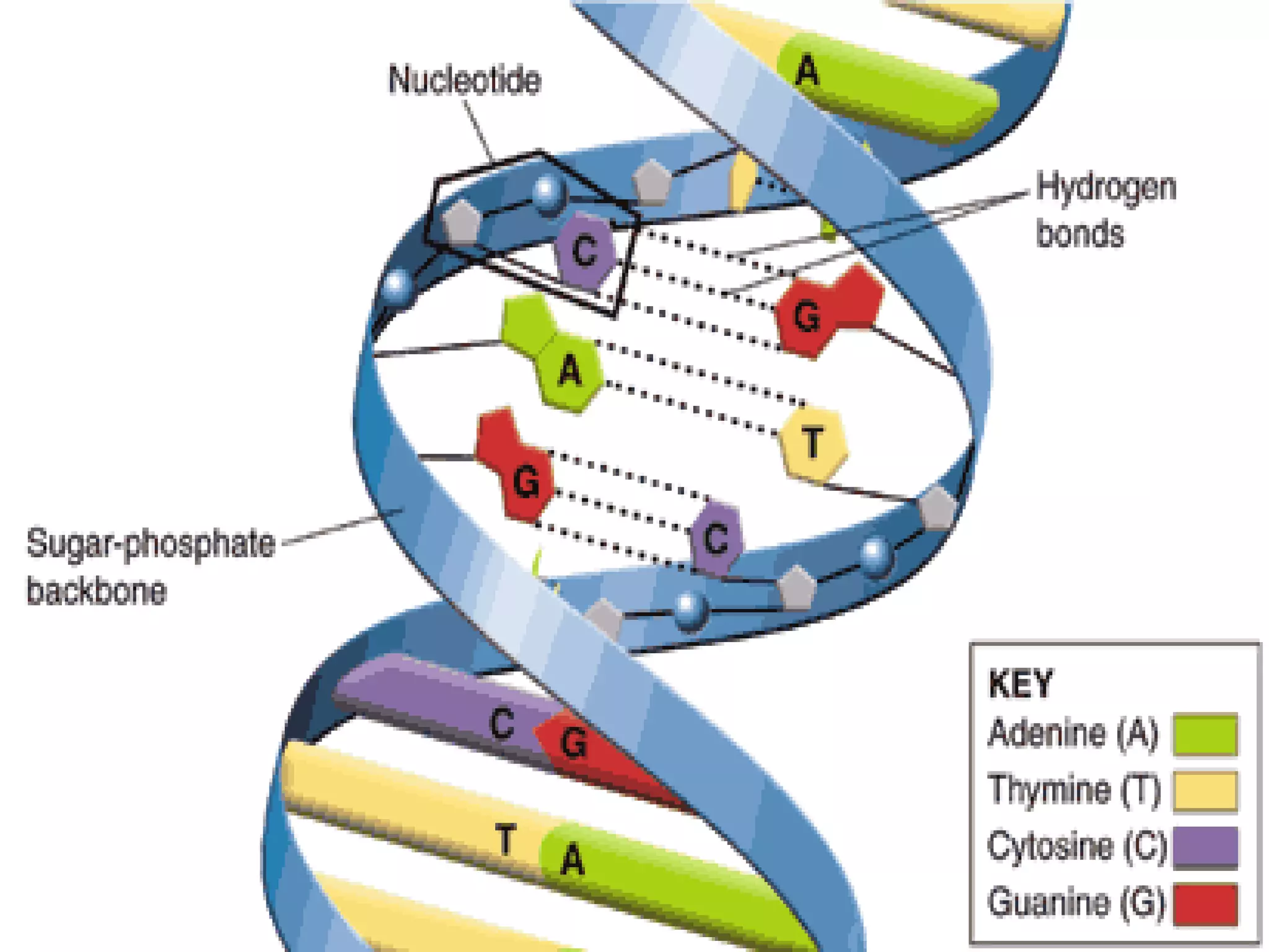 Biology - Chp 12 - DNA & RNA - PowerPoint | PPT