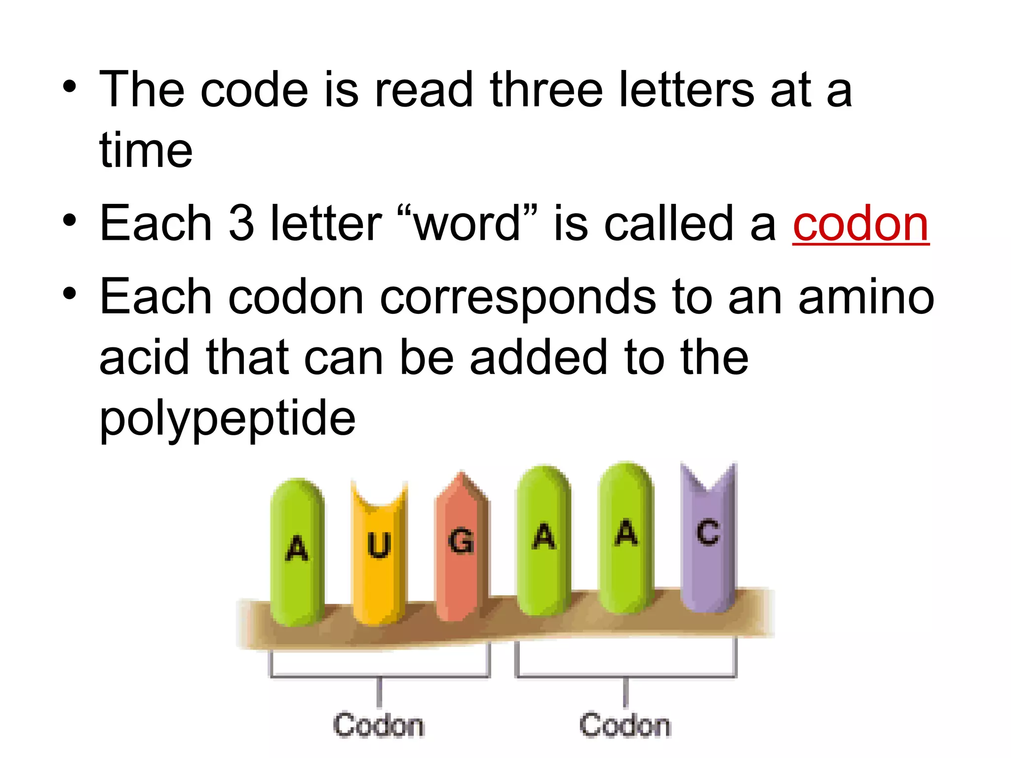 Biology - Chp 12 - DNA & RNA - PowerPoint | PPT