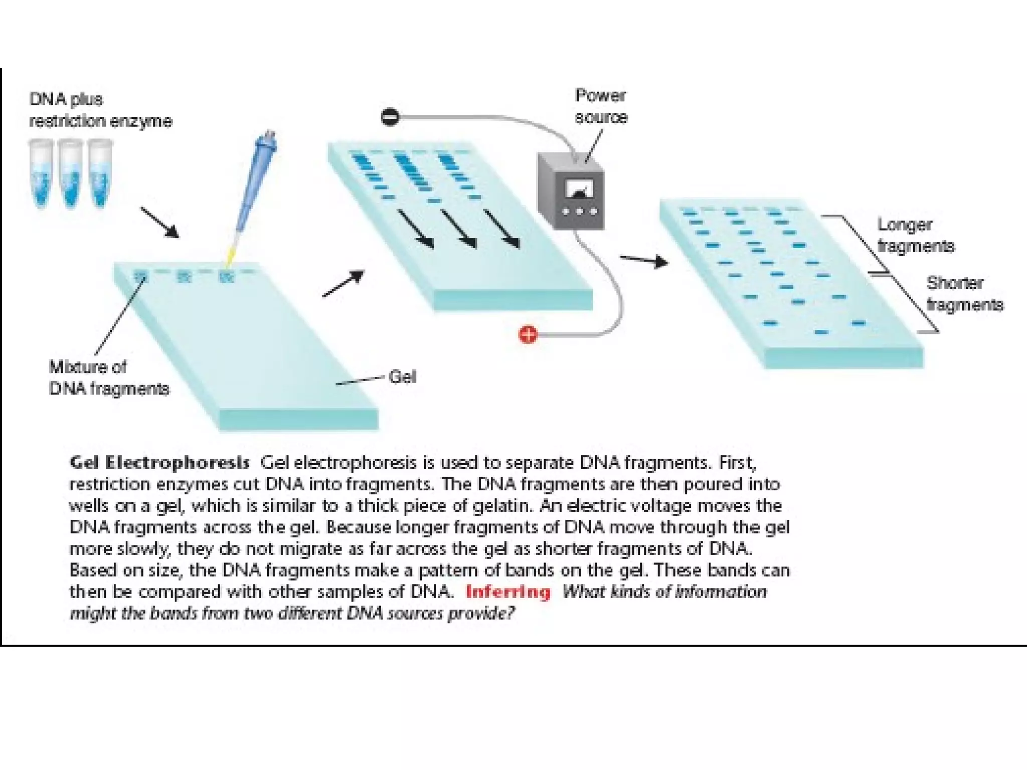 Biology - Chp 13 - Genetic Engineering - PowerPoint | PPT