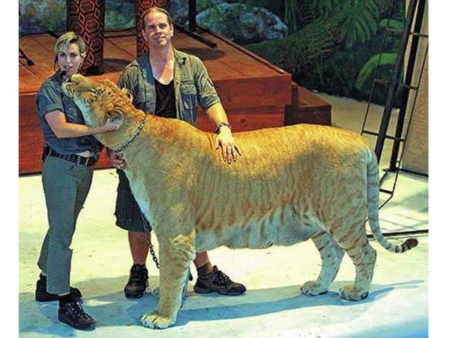 Biology - Chp 13 - Genetic Engineering - PowerPoint | PPT