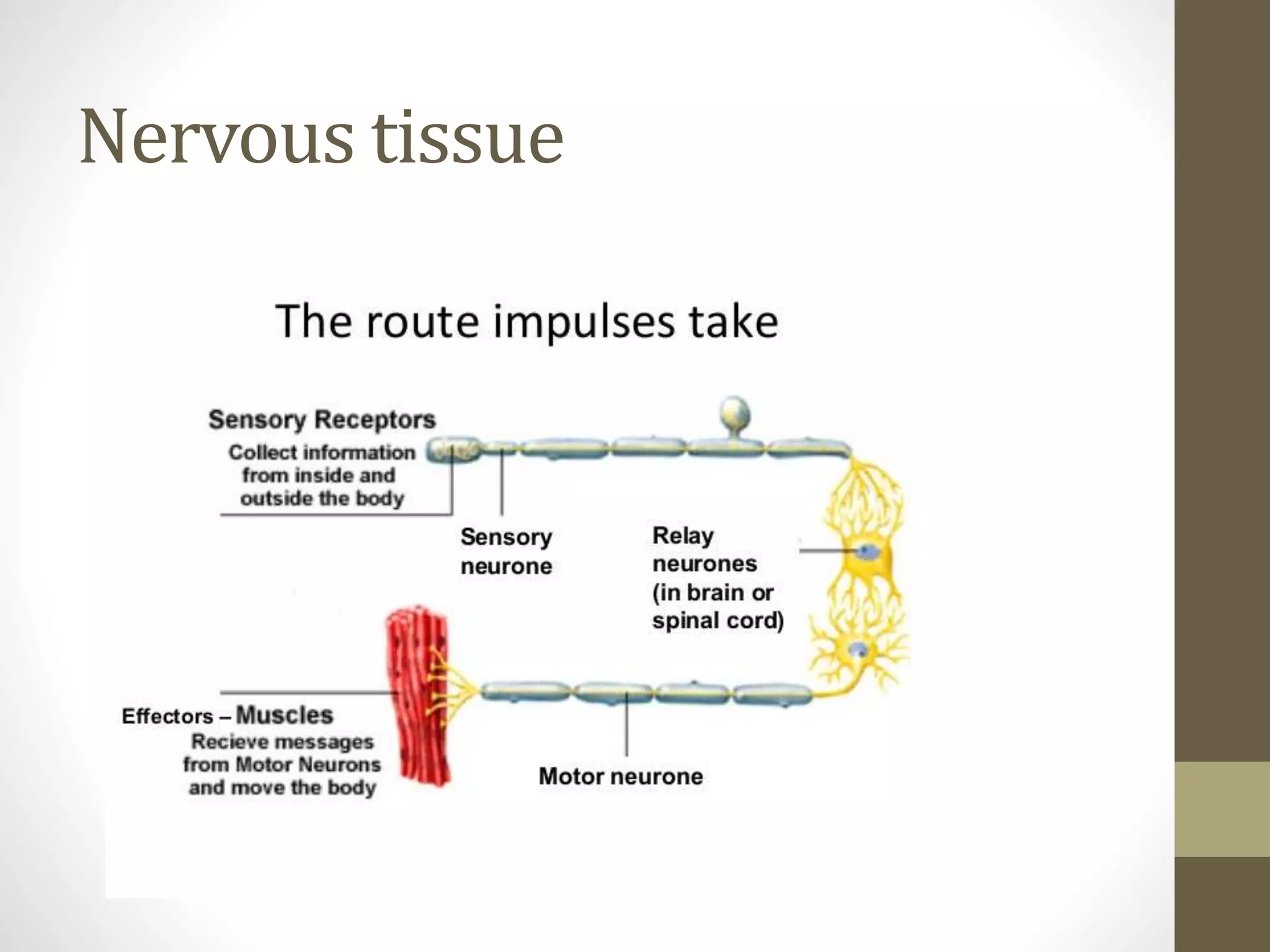 IGCSE biology chapter 13- the nervous system | PPTX