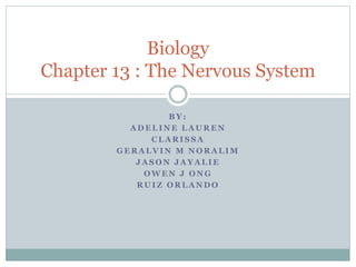 IGCSE biology chapter 13- the nervous system | PPTX