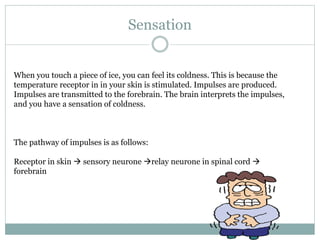IGCSE biology chapter 13- the nervous system | PPTX