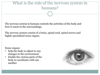 IGCSE biology chapter 13- the nervous system | PPTX