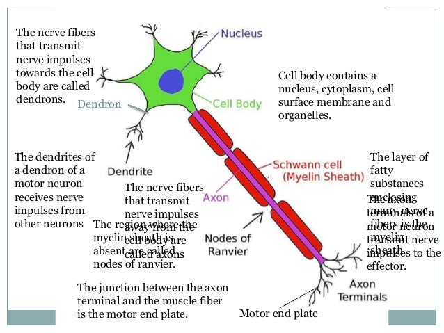 IGCSE biology chapter 13- the nervous system
