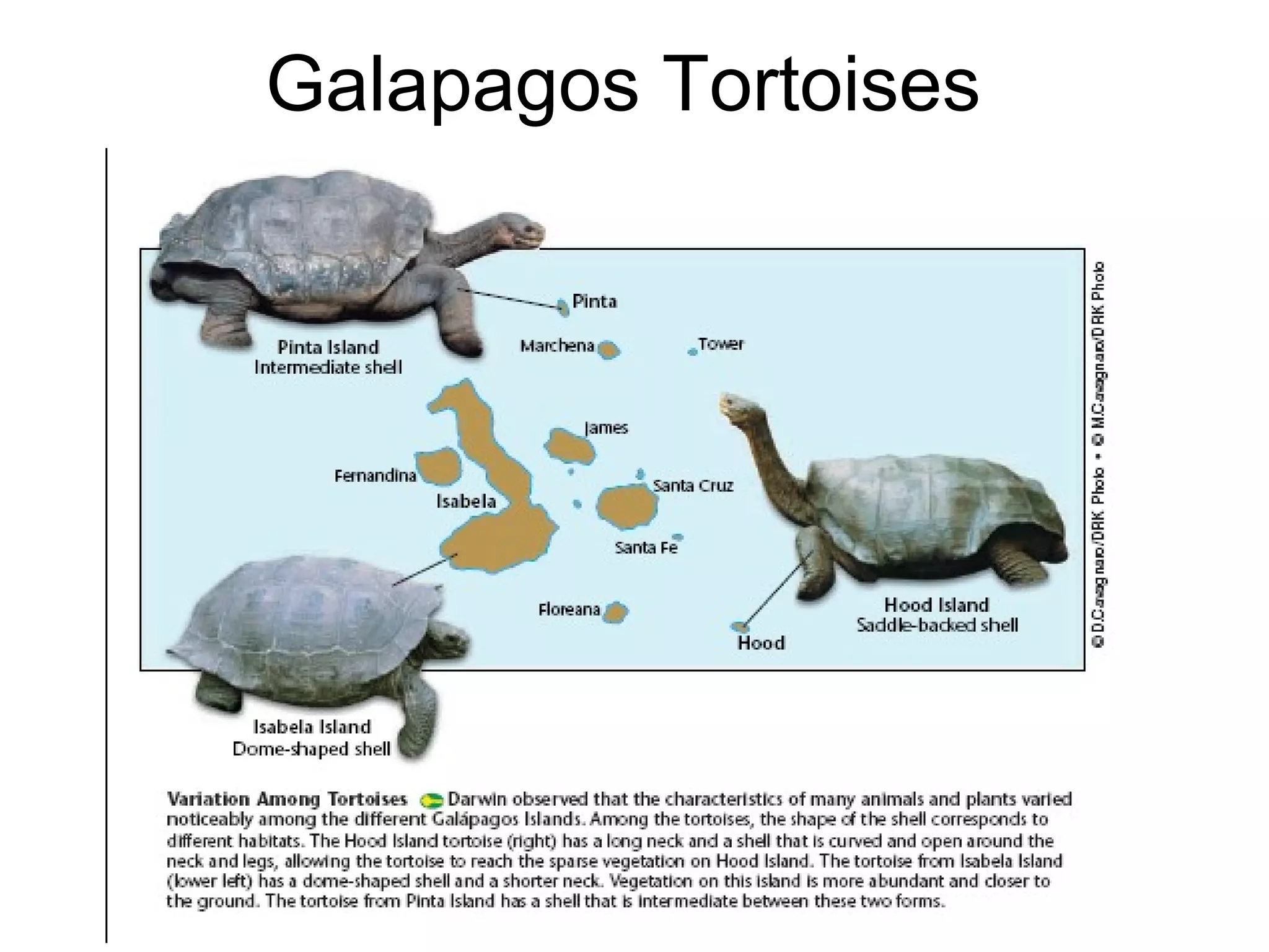 Biology - Chp 15 - Darwins Theory Of Evolution - PowerPoint | PPT