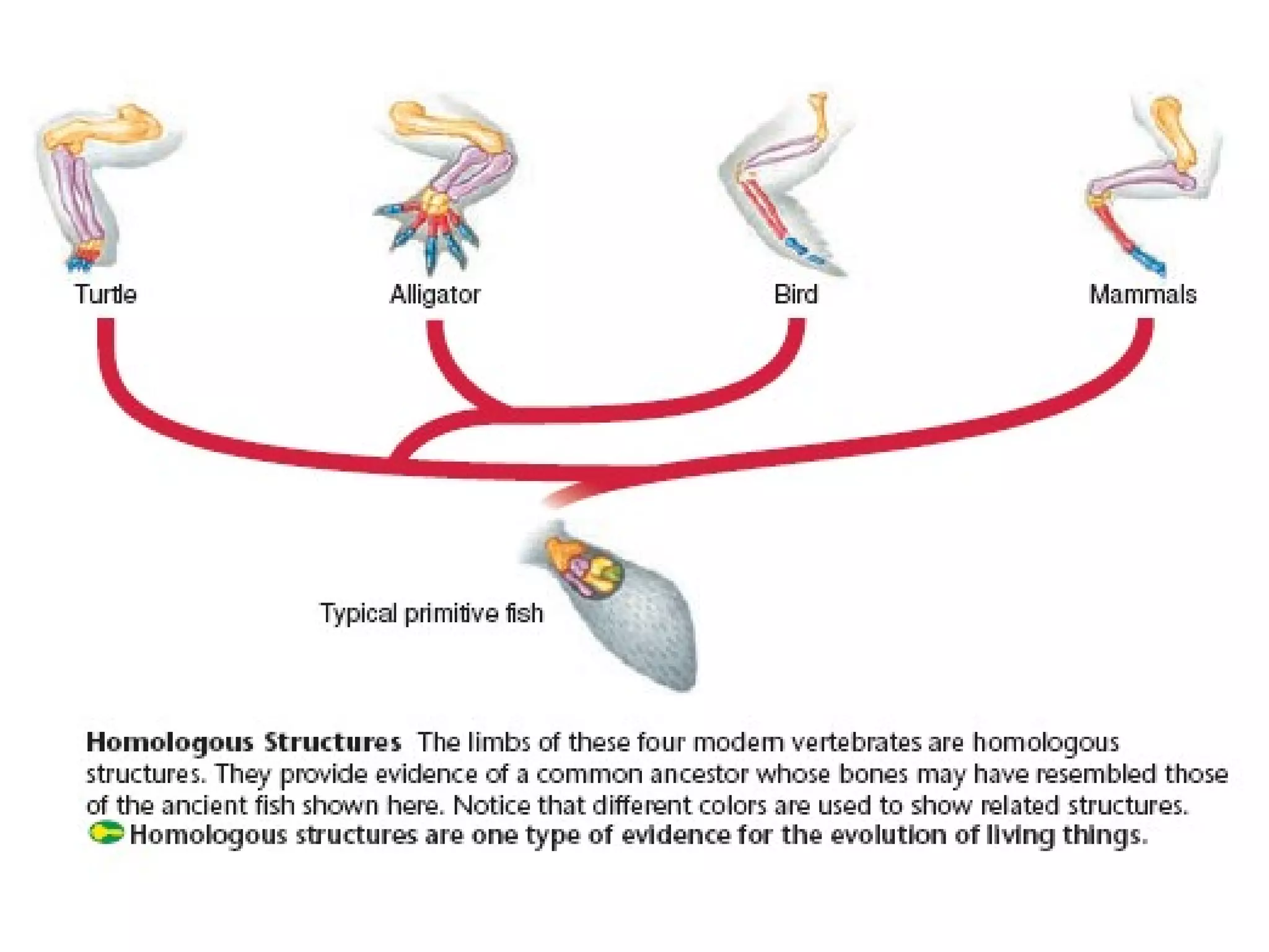 Biology - Chp 15 - Darwins Theory Of Evolution - PowerPoint | PPT