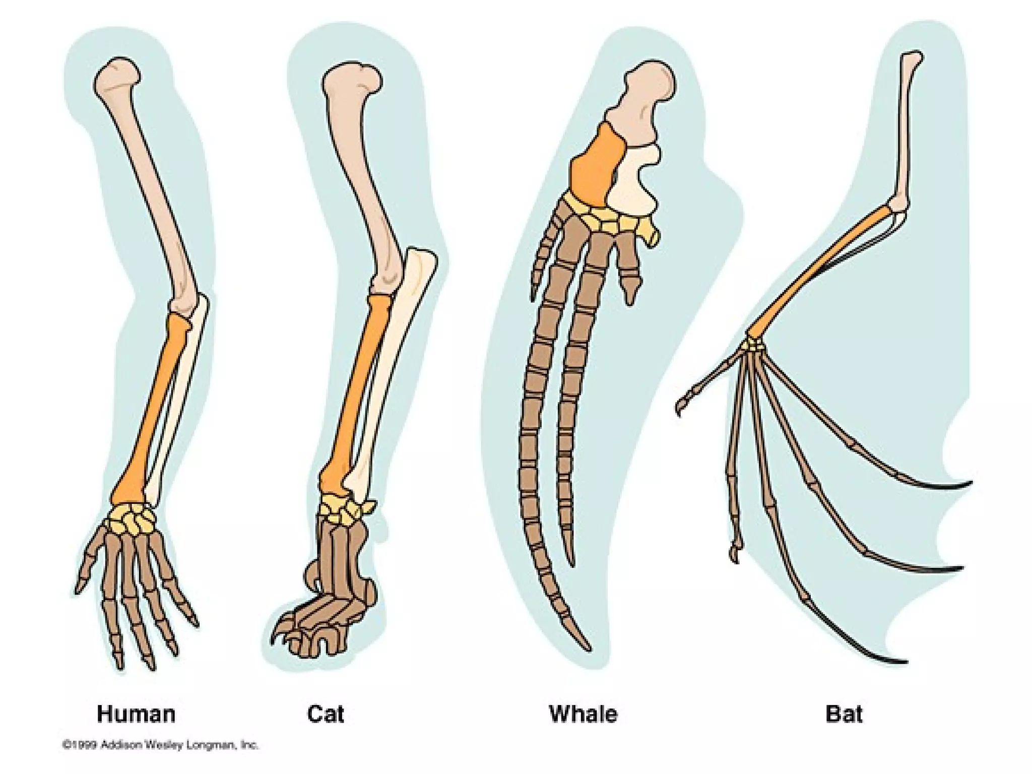 Biology - Chp 15 - Darwins Theory Of Evolution - PowerPoint | PPT