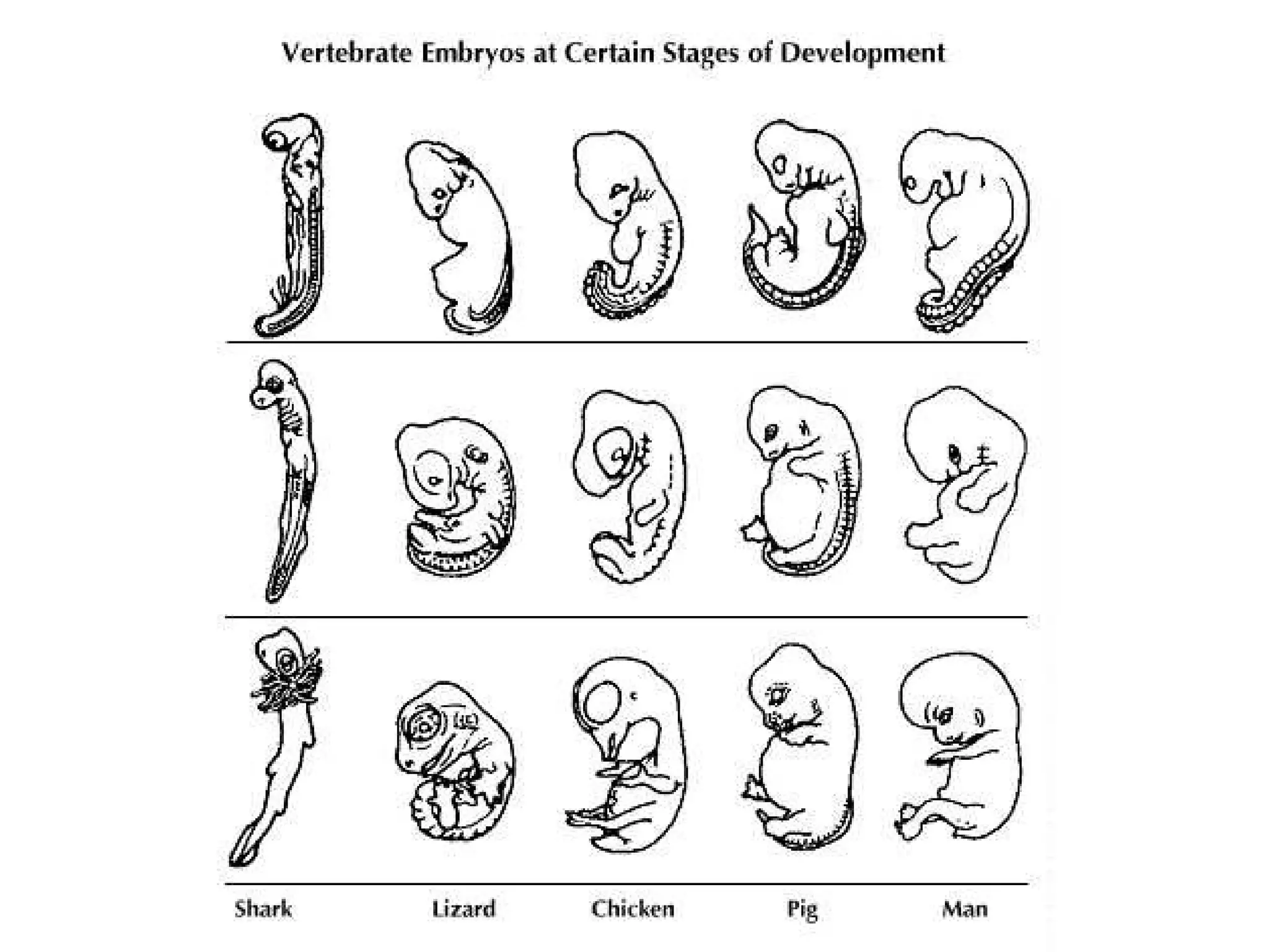 Biology - Chp 15 - Darwins Theory Of Evolution - PowerPoint | PPT