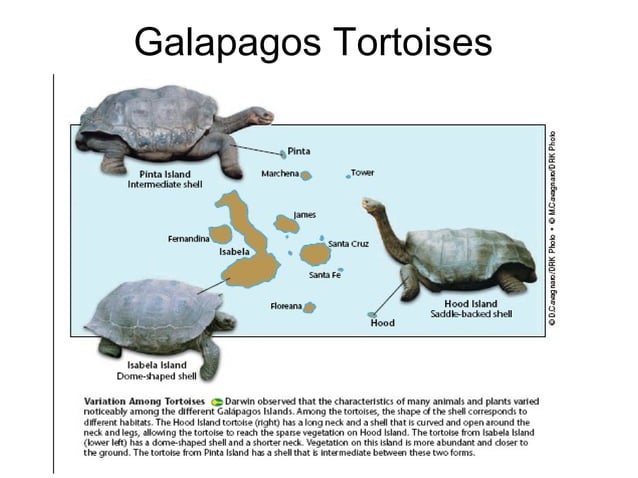 Biology - Chp 15 - Darwins Theory Of Evolution - PowerPoint | PPT