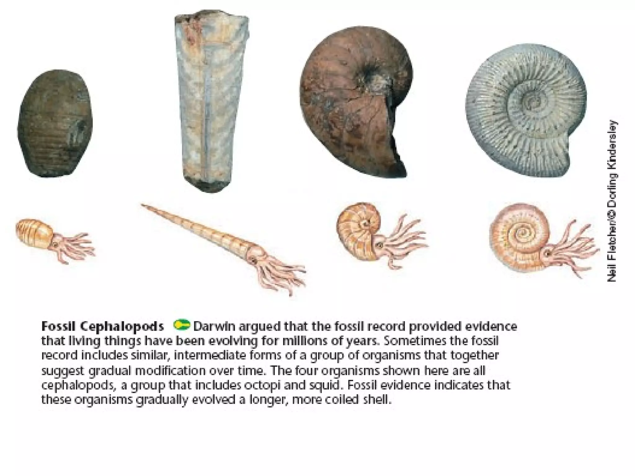 Biology - Chp 15 - Darwins Theory Of Evolution - PowerPoint | PPT