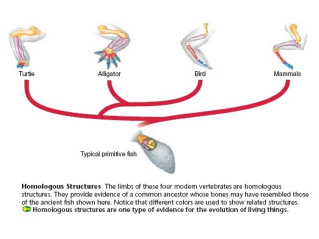 Biology - Chp 15 - Darwins Theory Of Evolution - PowerPoint | PPT